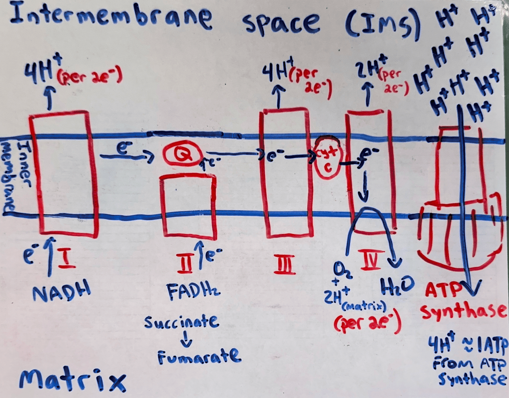 Electron Transport Chain (ETC) - MathSciProblems